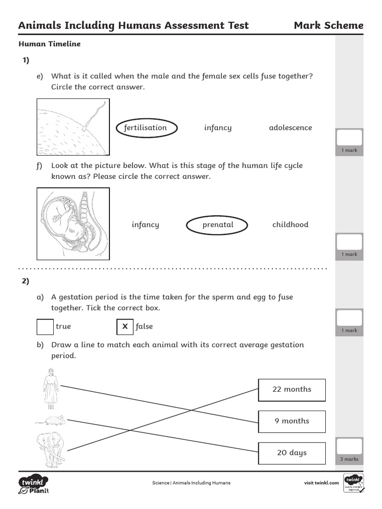 Animals and Humans Life Cycle Assessment | PDF | Puberty | Adults