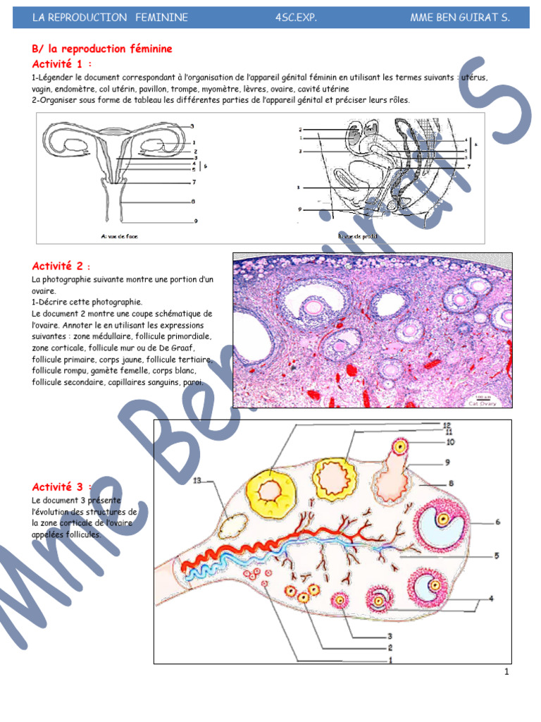 Anatomie et Cycle de la Reproduction Féminine | PDF | Hypothalamus ...