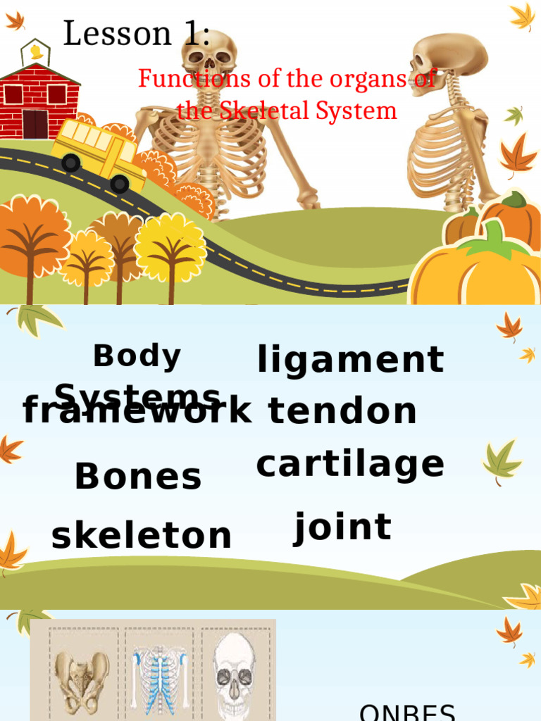 Lesson 1 SKeletal System | PDF | Skeleton | Bone