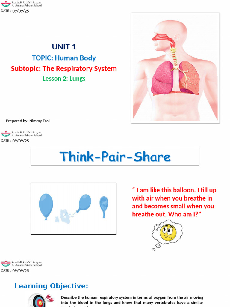 Human Body - Respiratory System L2 | PDF | Lung | Respiratory System