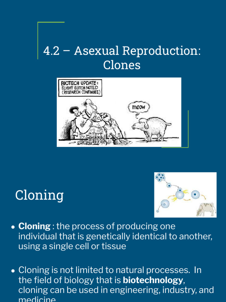 4.2 - Asexual Reproduction-Clones | PDF | Cloning | Genetic Engineering