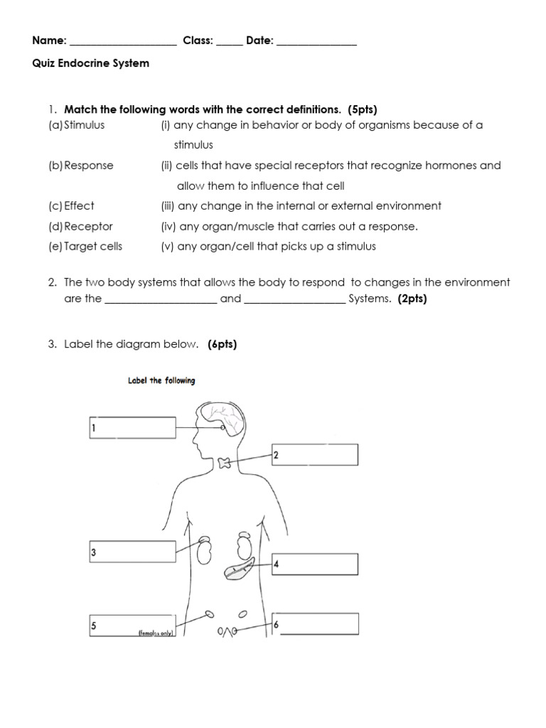 Endocrine System Quiz and Definitions | PDF | Endocrine System | Hormone
