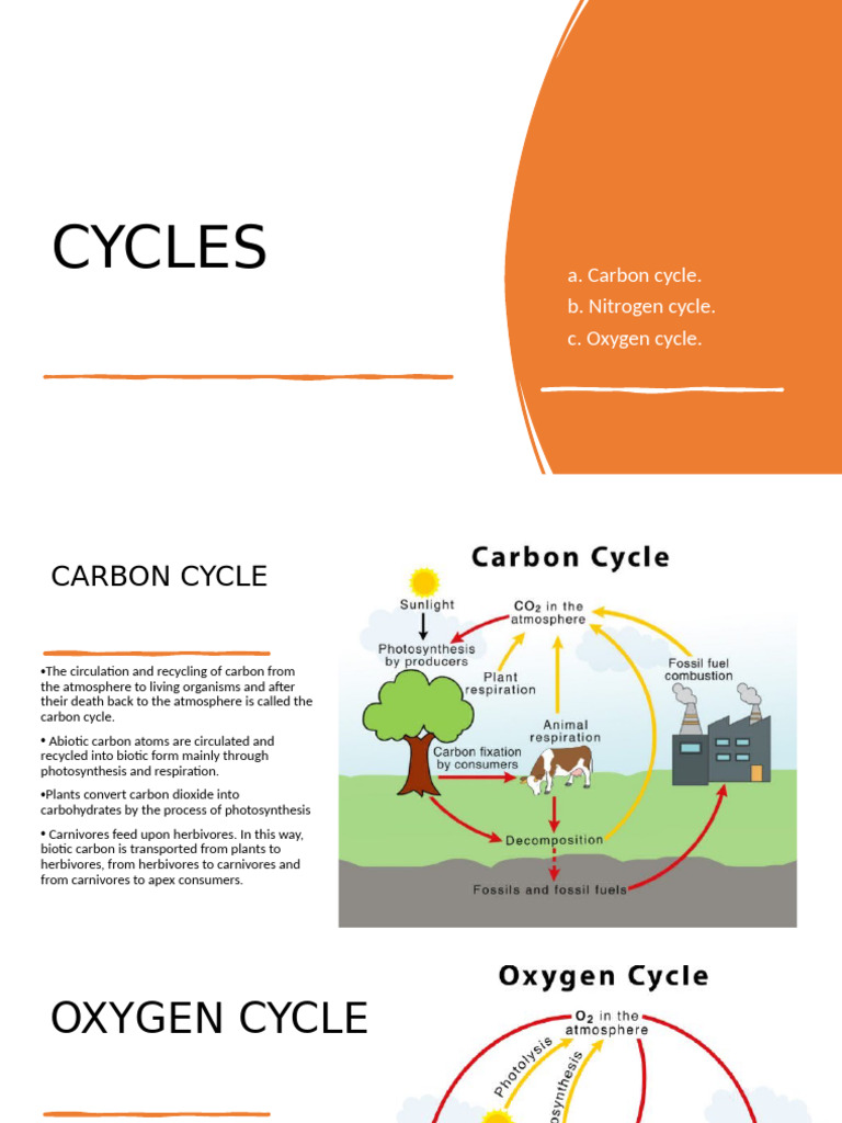 Understanding Carbon, Oxygen, Nitrogen Cycles | PDF