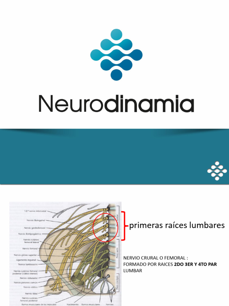 09 Nervios Plexo Lumbar PDF | PDF