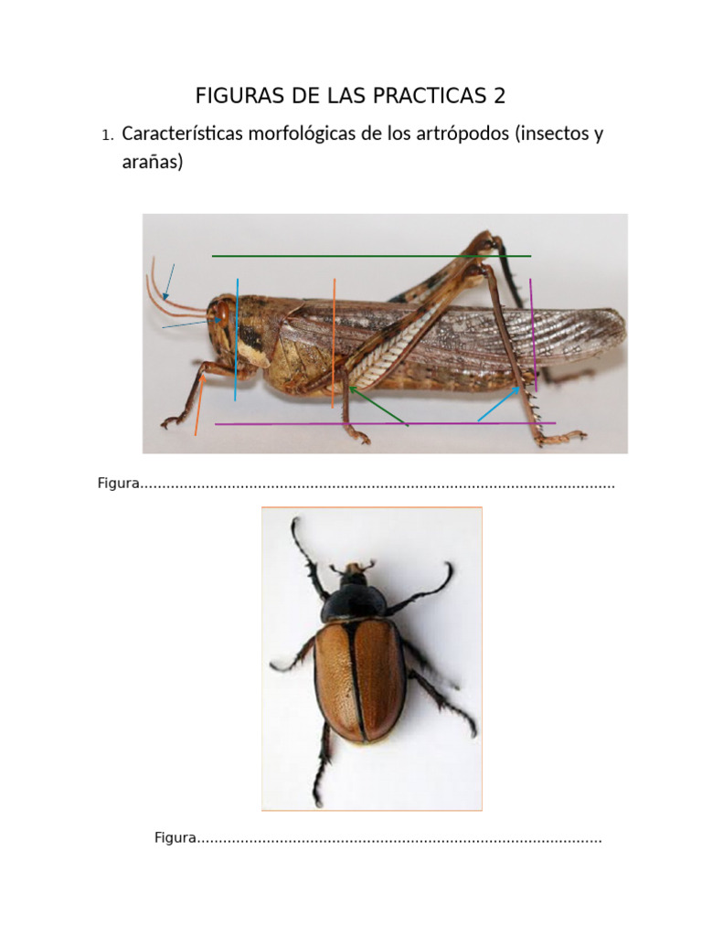 FIGURAS Segmentación y Escleritos. 2 | PDF | Insectos | Artrópodos
