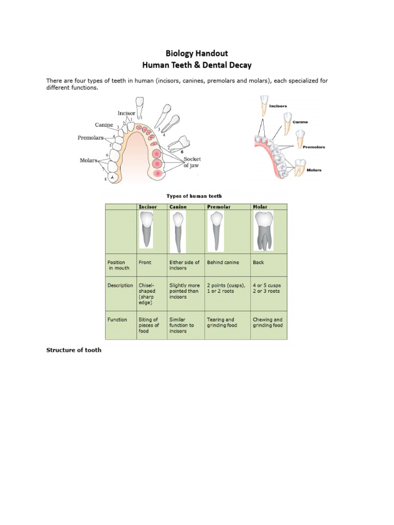 Structure of Teeth | PDF