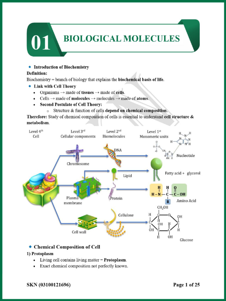 Biological Molecules Smart Notes by SKN 2025 | PDF
