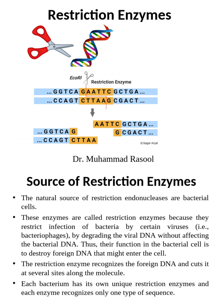 Understanding Restriction Enzymes in DNA | PDF | Restriction Enzyme | Dna