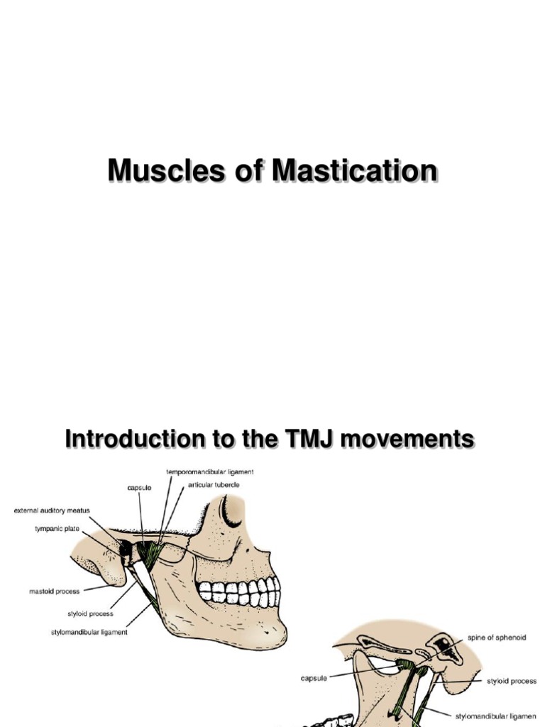 Muscles of Mastication | Soft Tissue | Human Head And Neck