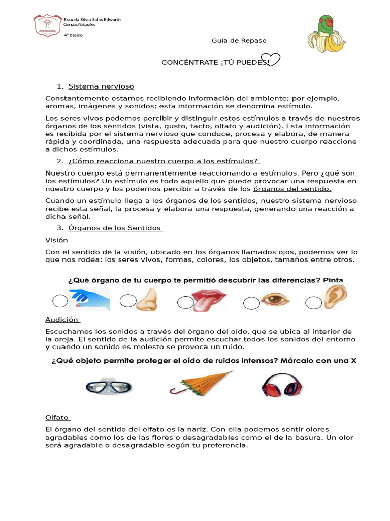 Guía de Repaso: Sistema Nervioso y Sentidos | PDF | Gusto | Percepción