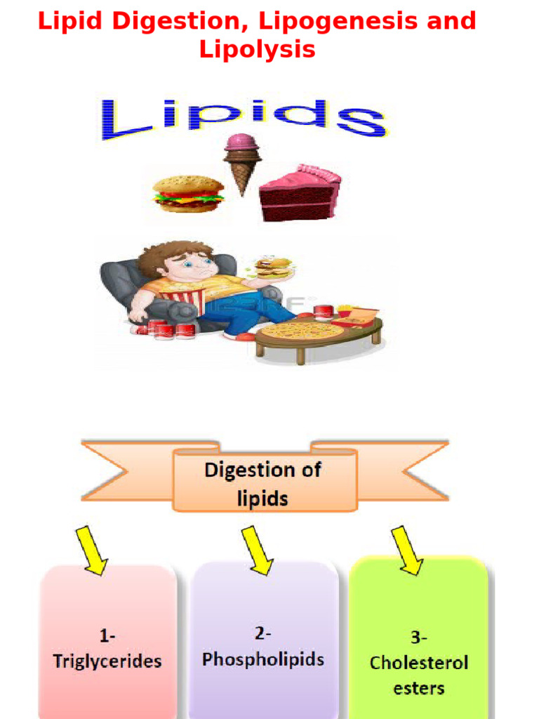 Lipid Digestion and Metabolism Overview | PDF | Lipoprotein | Biochemistry