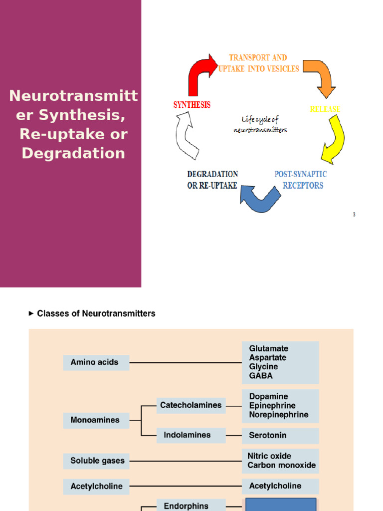 Neurotransmitter Synthesis, Release | PDF | Neurotransmitter | Chemical ...