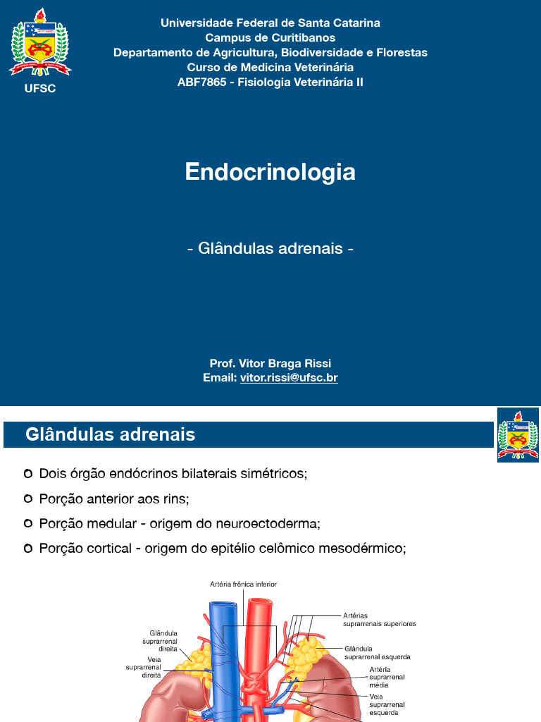 Fisio II Endócrino Aula 4 | PDF | Glândula suprarrenal | Cortisol