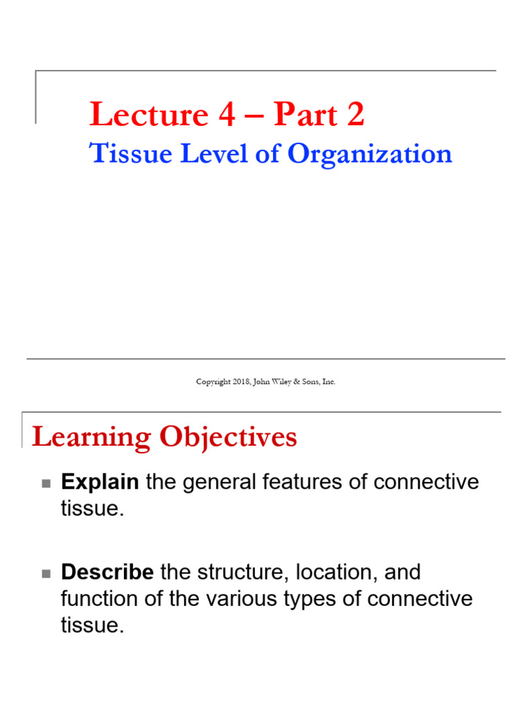 04b Tissue Level of Organization Other Tissues | PDF | Connective ...