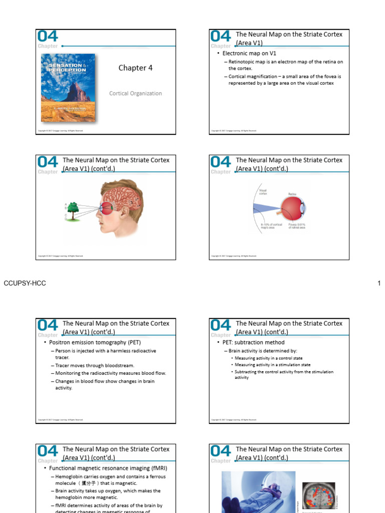 (Perception) 04 Cortical Organization | PDF | Visual Cortex | Cerebral Cortex