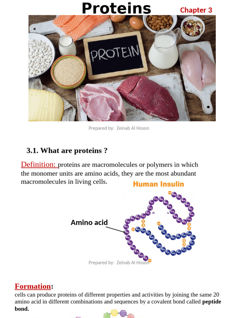 Introduction To Proteins | PDF | Proteins | Amino Acid