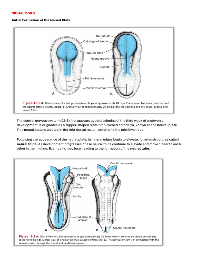 Spinal Cord Development Overview | PDF | Spinal Cord | Nervous System
