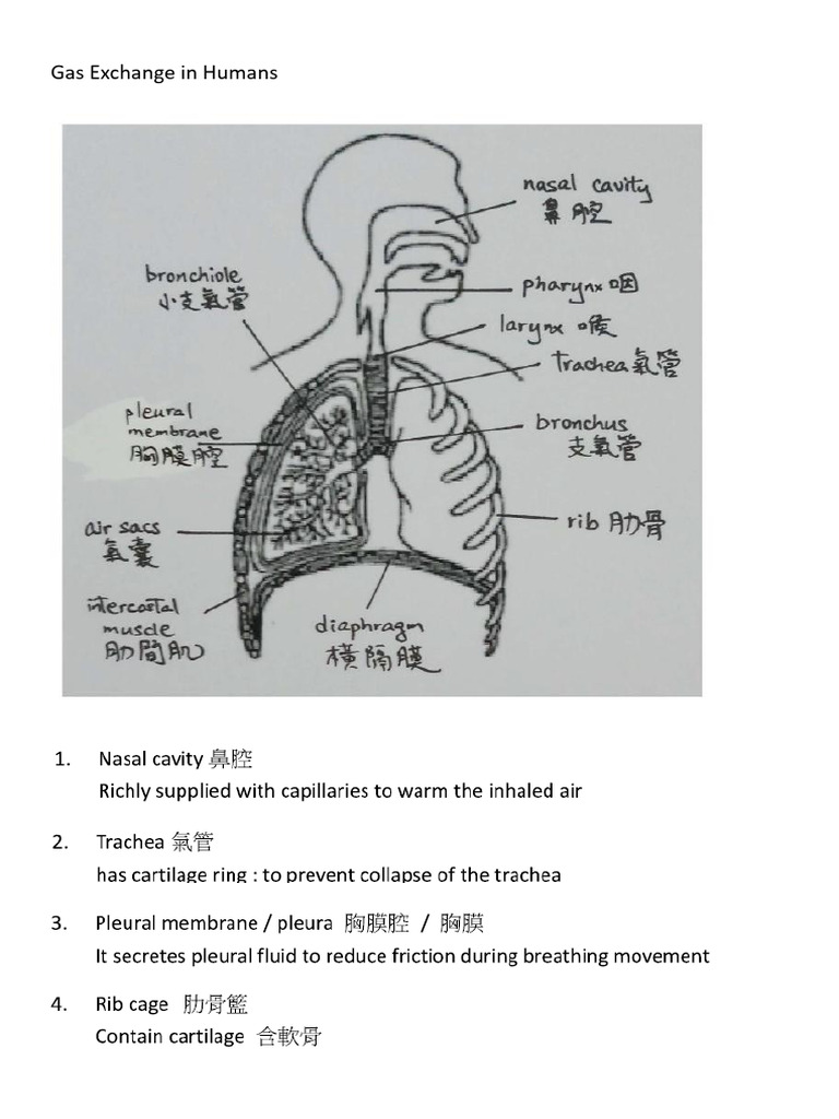 Gas Exchange in Humans Notes | PDF