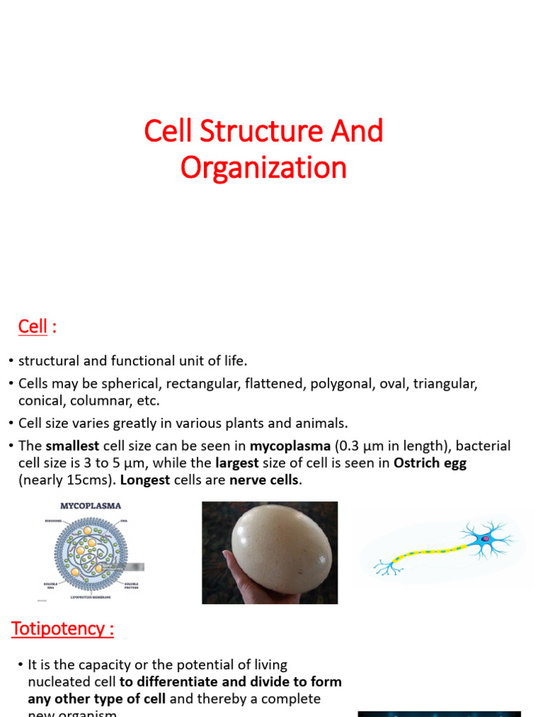 Cell Structure and Organization | PDF | Cell (Biology) | Endoplasmic ...
