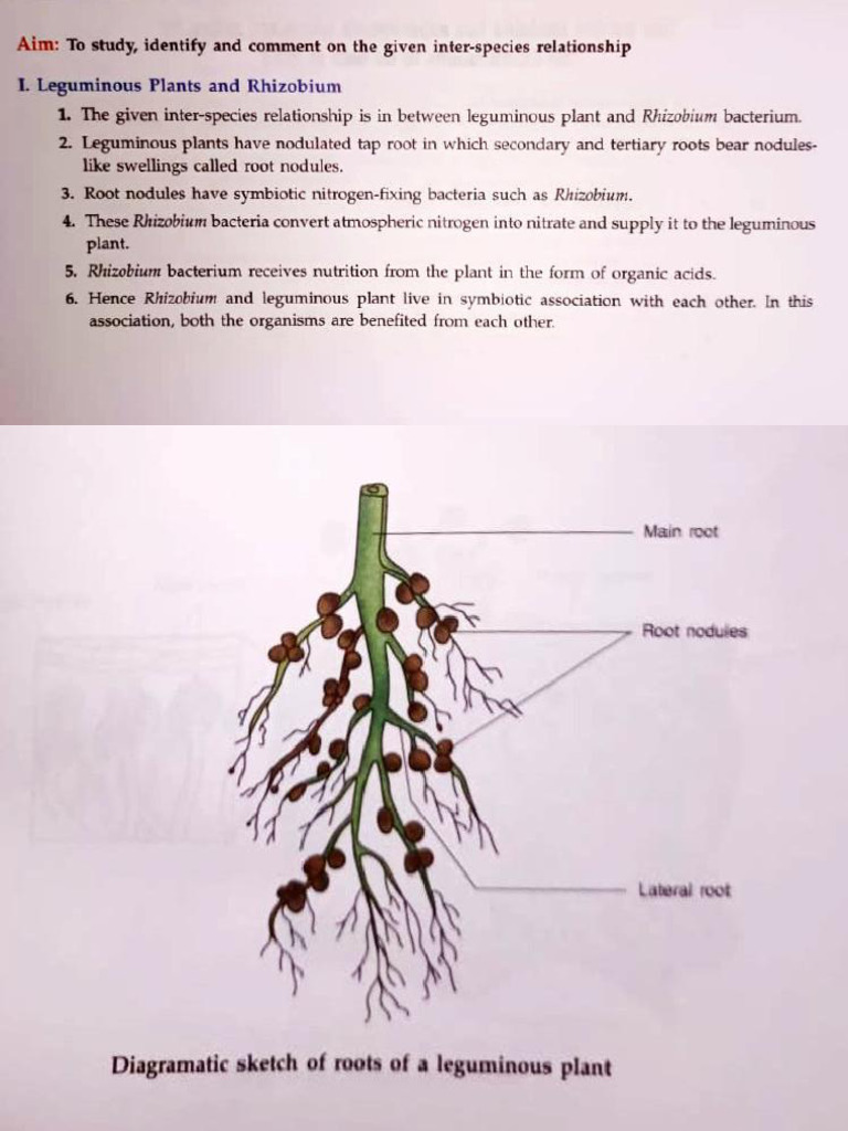 Experiment Symbiotic Association | PDF | Plants | Algae
