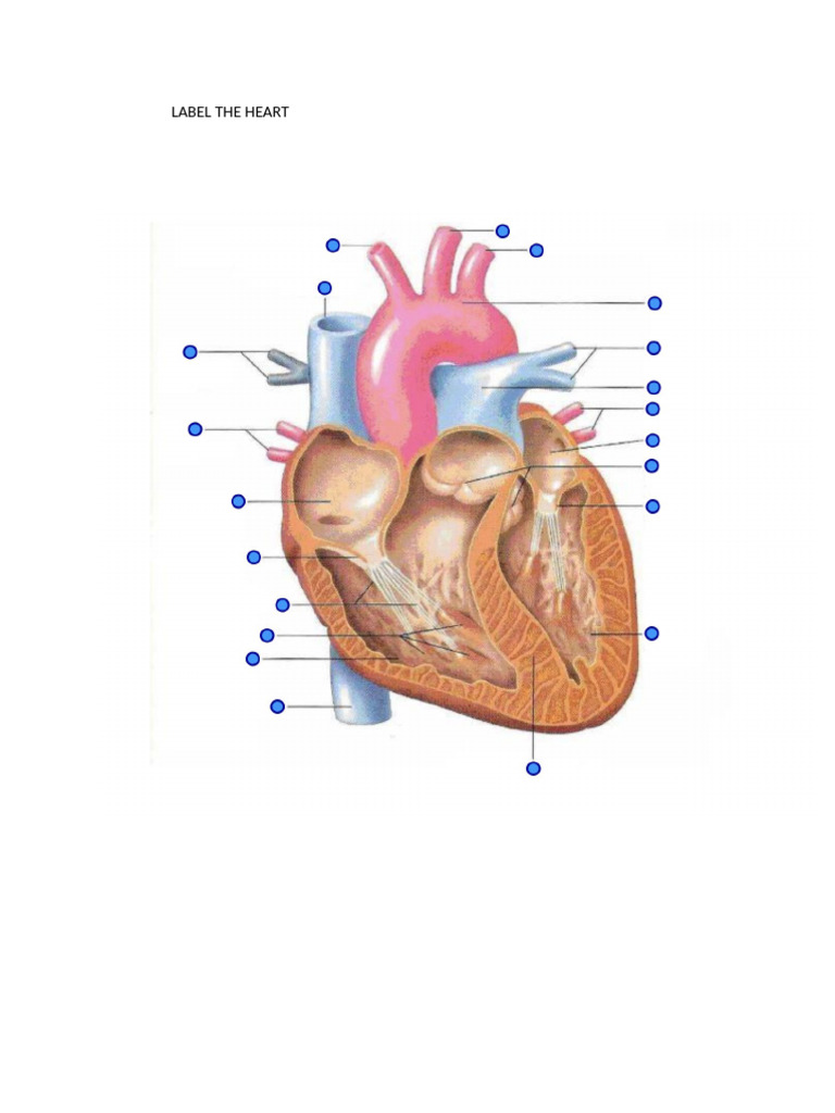Label The Heart Activity | PDF