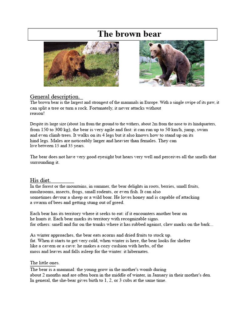 CE2 Reading - Brown Bear | PDF | Bears | Grizzly Bear
