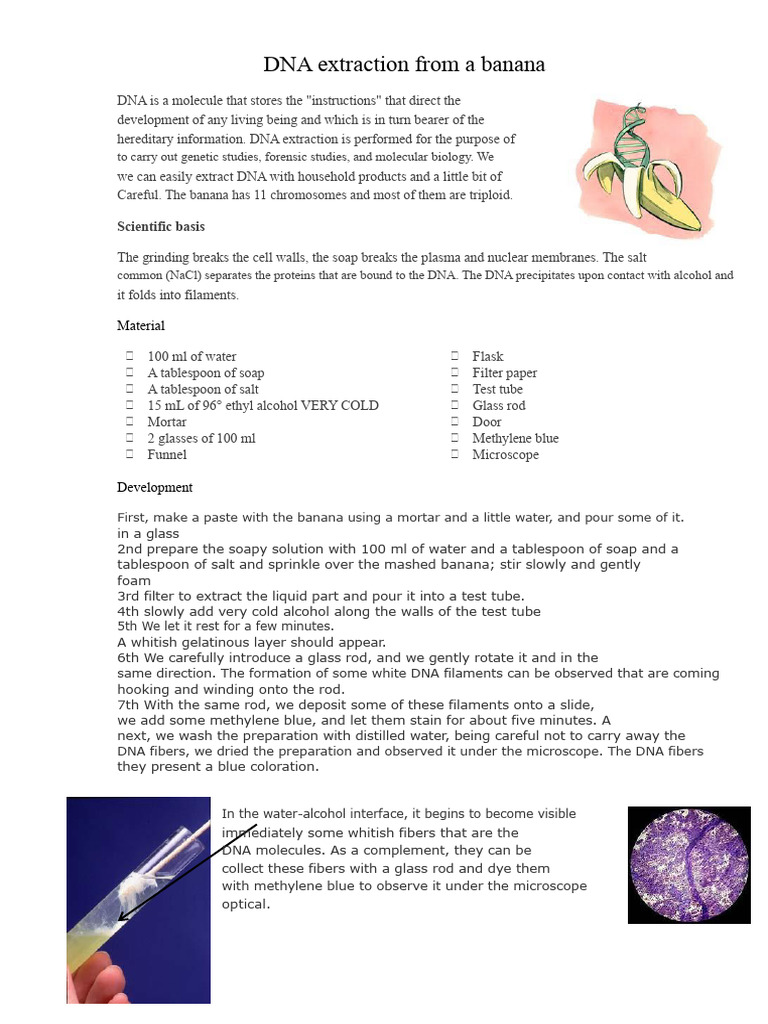 DNA Extraction From A Banana | PDF | Dna | Cell (Biology)