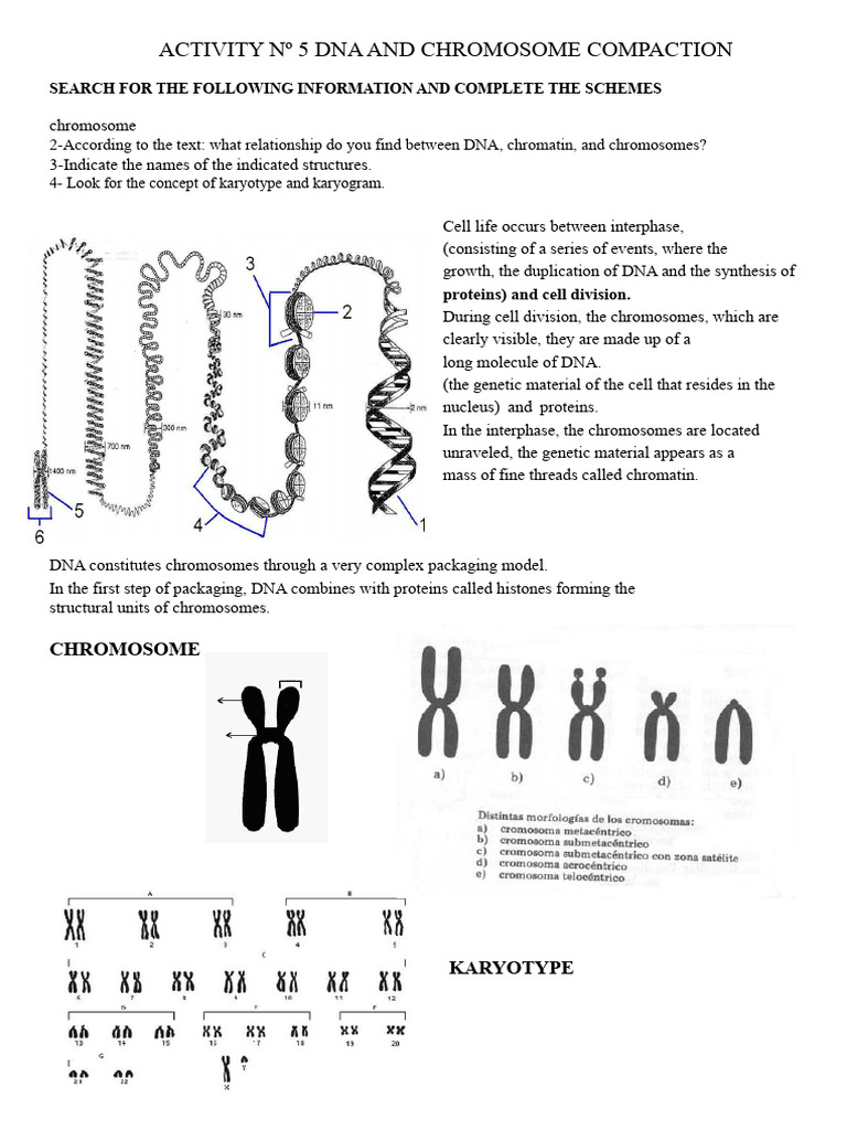 Activity No. 5: DNA and Chromosome Compaction | PDF