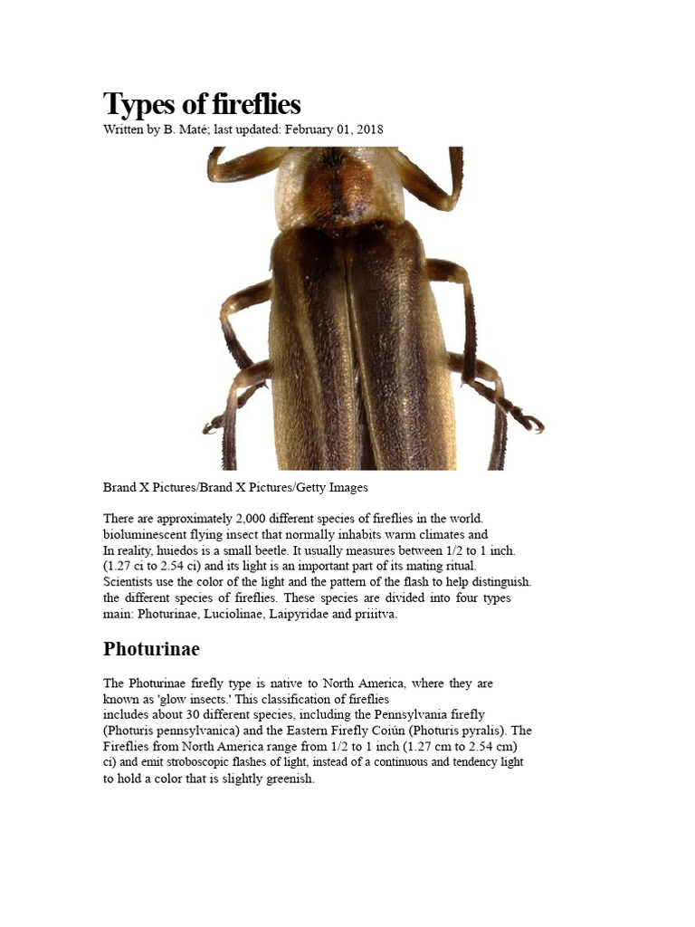 Types of Fireflies Explained | PDF | Insects | Zoology