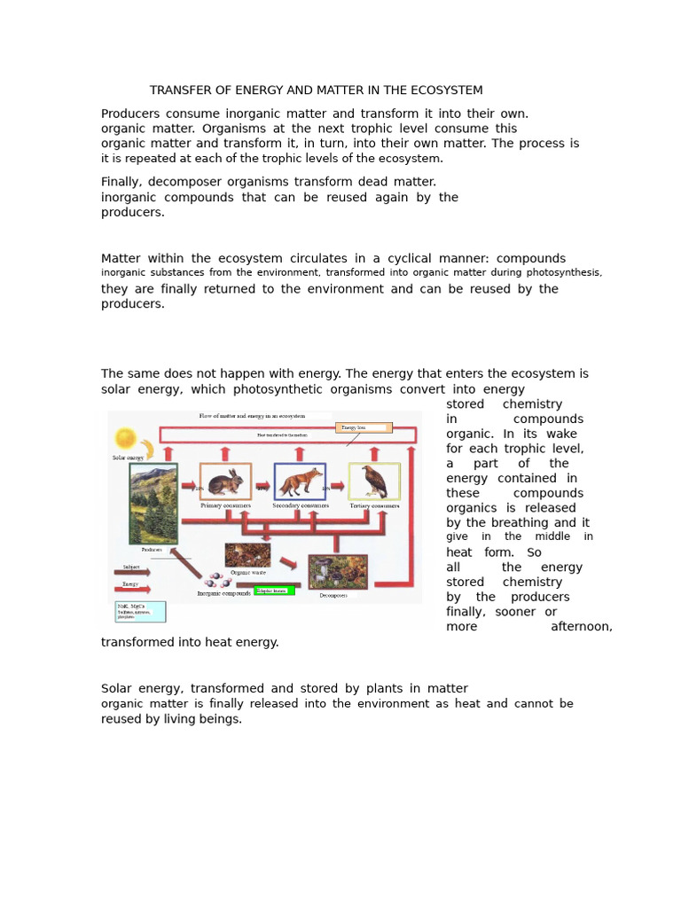 Transfer of Energy and Matter in The Ecosystem | PDF | Food Web ...