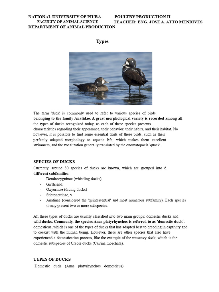 Types and Species of Ducks Explained | PDF | Duck | Game Birds