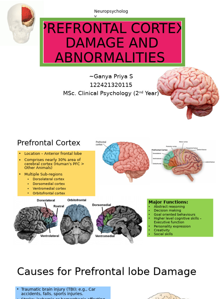 Prefrontal Cortex Damage and Abnormalities | PDF | Frontal Lobe ...