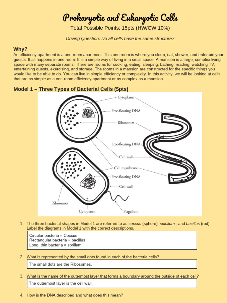 Prokaryote and Eukaryote Cells POGIL Digital | PDF | Cell (Biology ...
