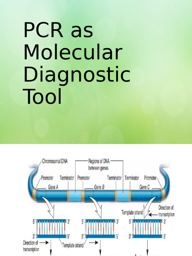 PCR: Key Molecular Diagnostic Tool | PDF | Polymerase Chain Reaction ...