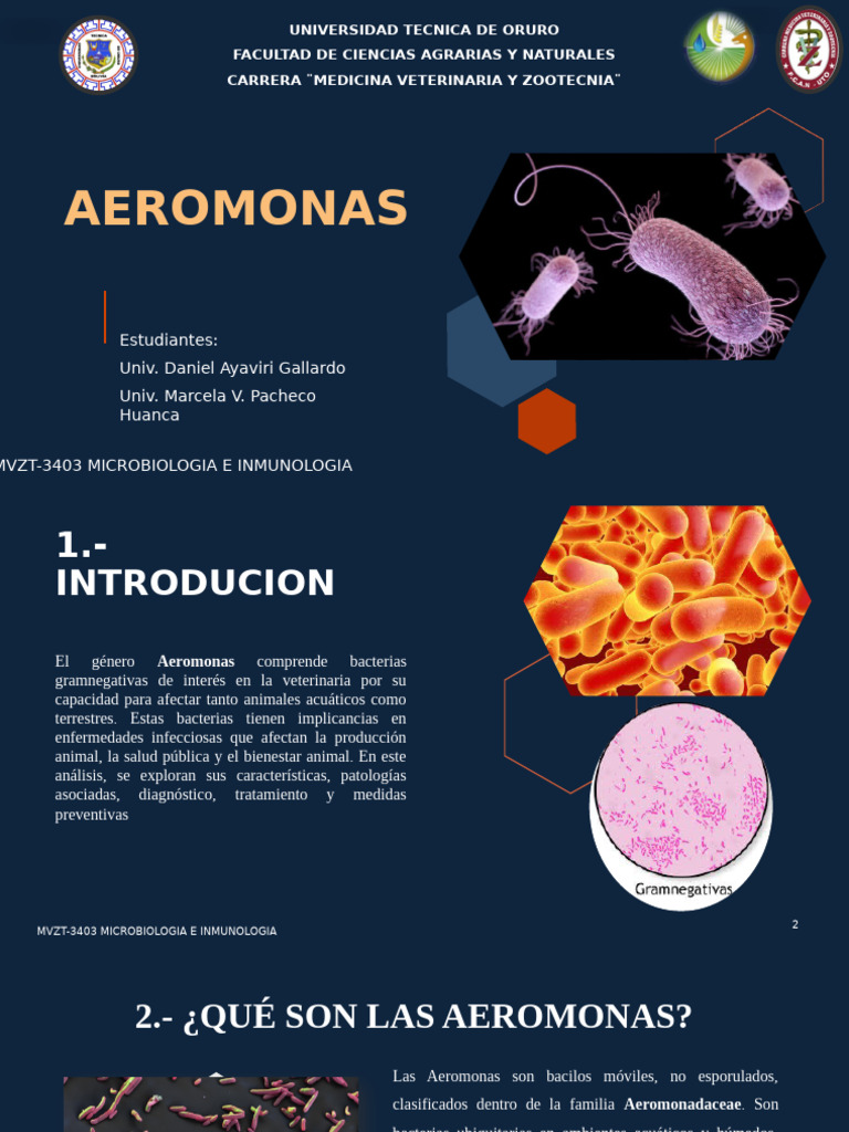 Presentacion Aeromonas | PDF | Antimicrobiano | Infección