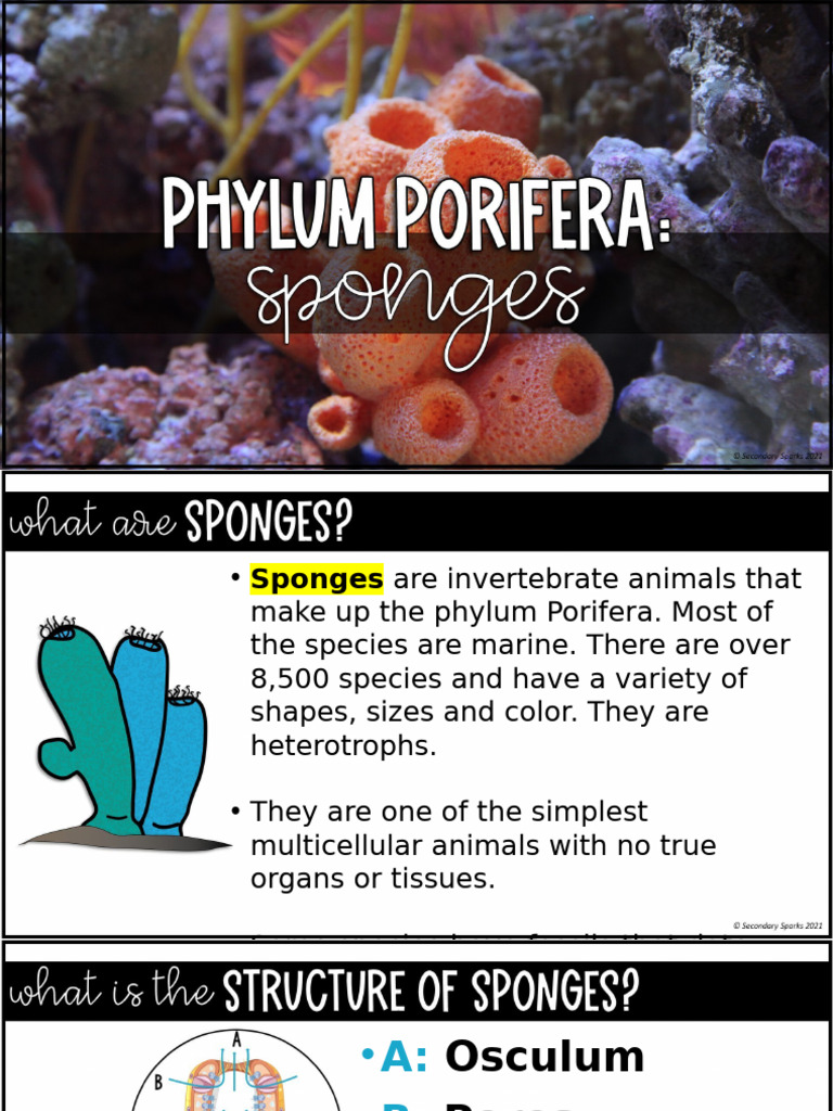 Phylum Porifera Sponges | PDF
