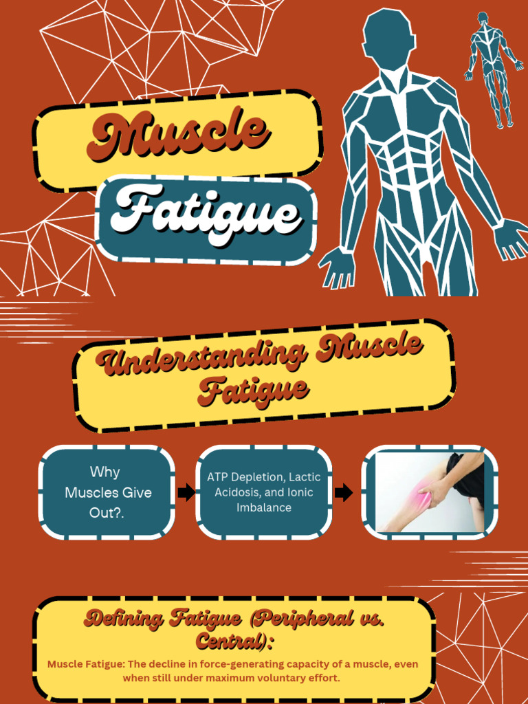 Understanding Muscle Fatigue Causes | PDF | Skeletal Muscle | Adenosine ...