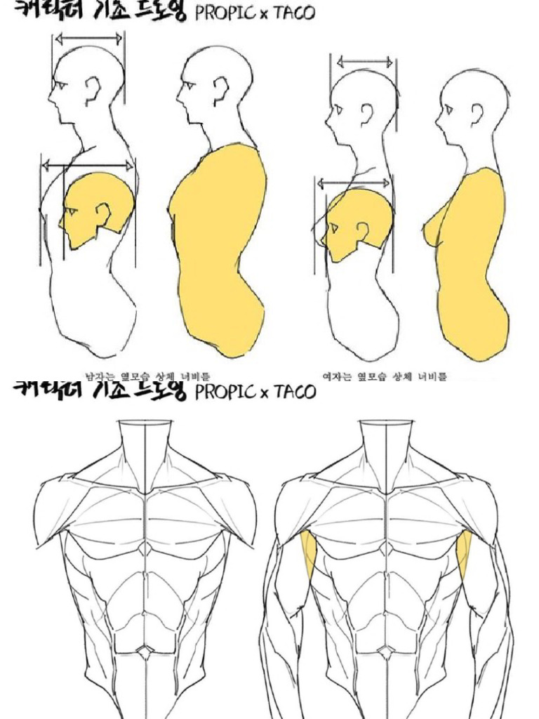 Torso | PDF