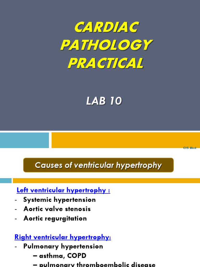 LAB 10 - Cardiac Pathology Practical-1 | PDF | Cardiac Muscle ...