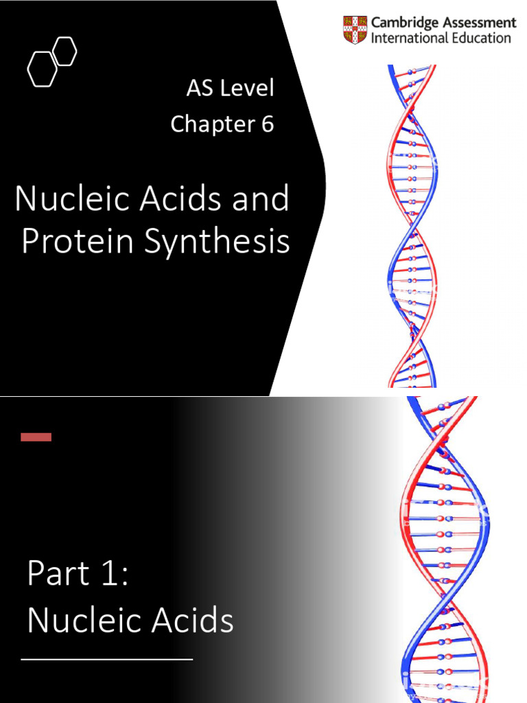 6 Nucleic Acids and Protein Synthesis 2 | PDF | Translation (Biology ...