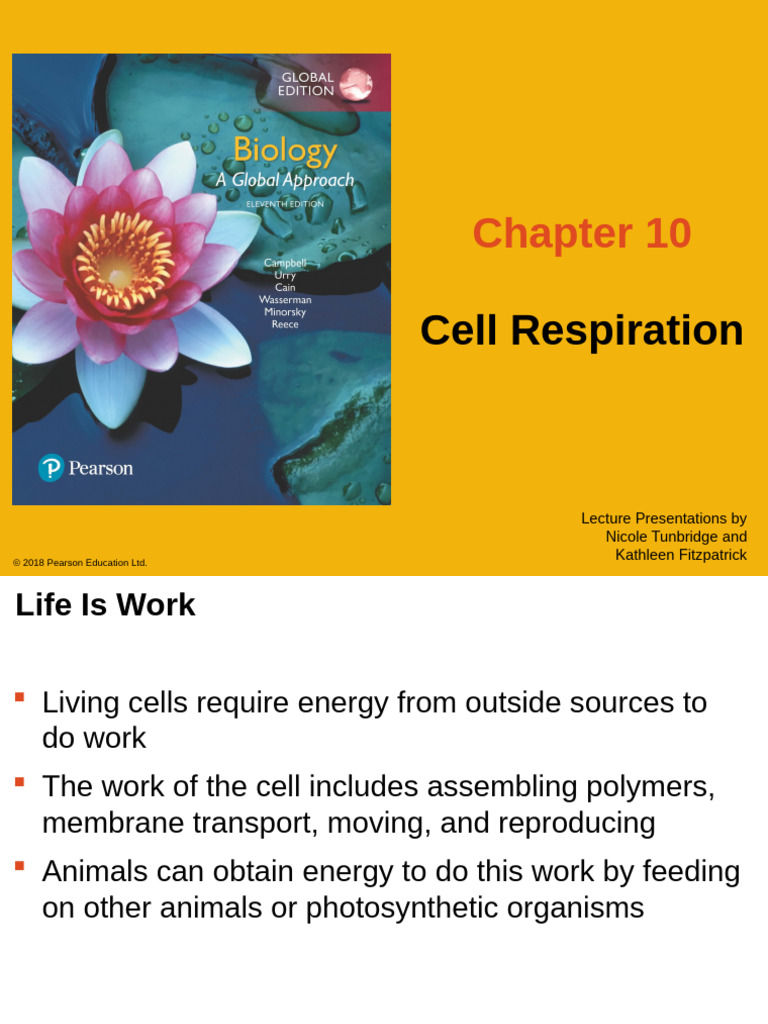 Cellular Respiration Overview and Processes | PDF | Cellular ...