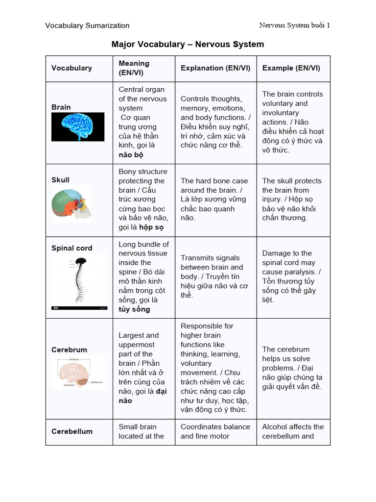 Nervous Vocab Part 1 | PDF