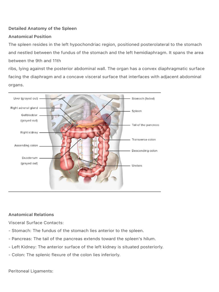 Anatomy and Relations of the Spleen | PDF
