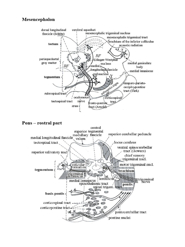 Brain Stem With Labelling | PDF