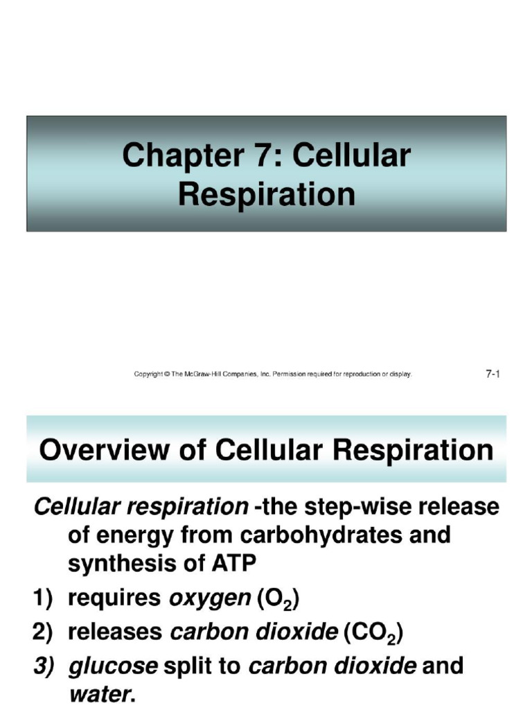 Cellular Respiration | PDF