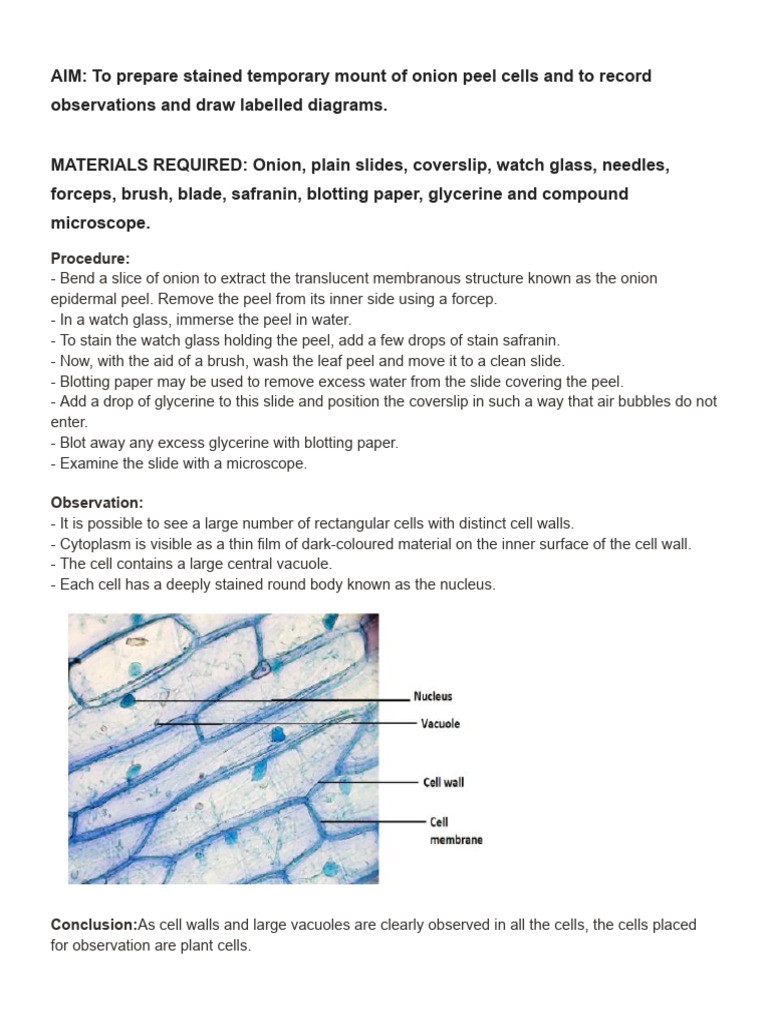 To Prepare Stained Temporary Mount of Onion Peel Cells and to Record ...