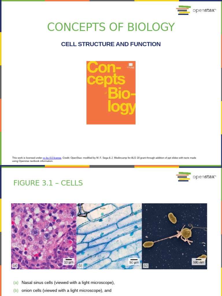 Lesson-4-CELL-THEORY | PDF | Endoplasmic Reticulum | Osmosis
