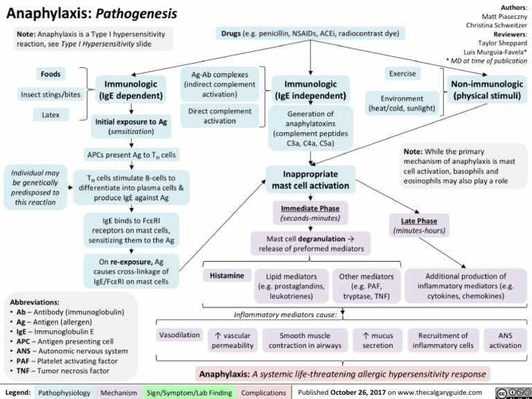 Anaphylaxis Pathogenesis | PDF
