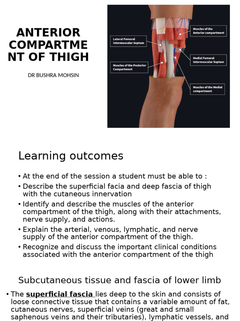 Anterior Thigh Compartment Overview | PDF | Human Leg | Vein