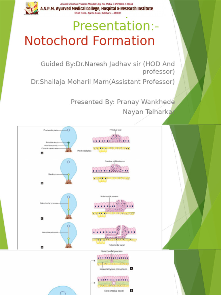 Notochord Formation | PDF